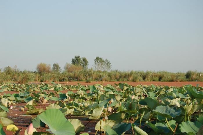 Anzali Lagoon | Tourist attractions in Bandar-e Anzali